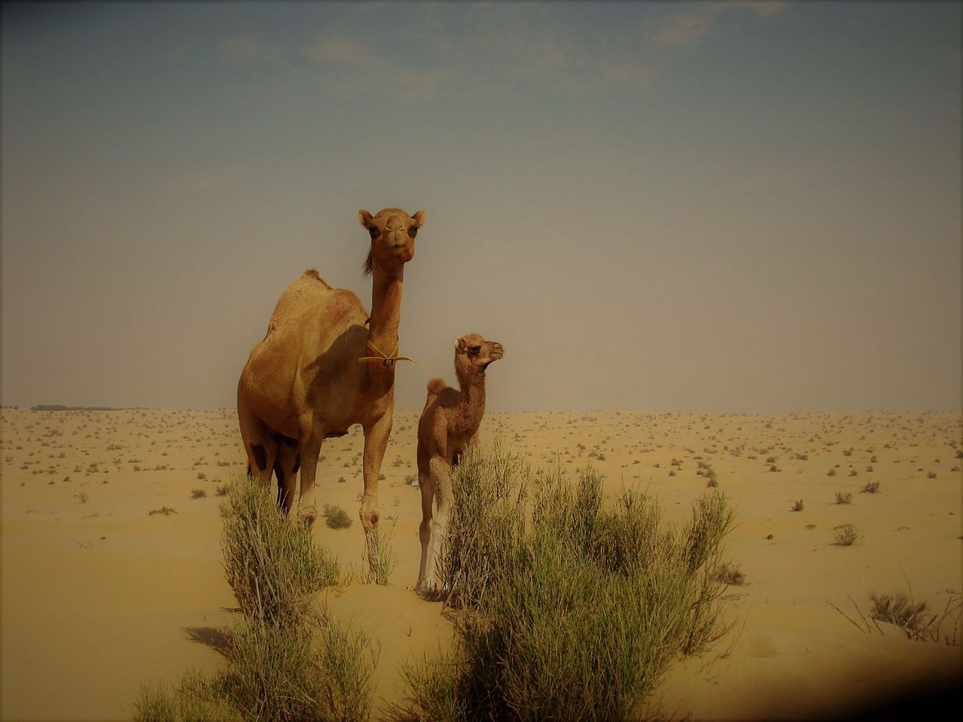 Komplettangebot Wüstentour im Hummer H2 mit Barbecue und Showprogramm